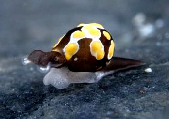 头J目 Cephalaspidea 蓝色动物学（中国动物学科普）